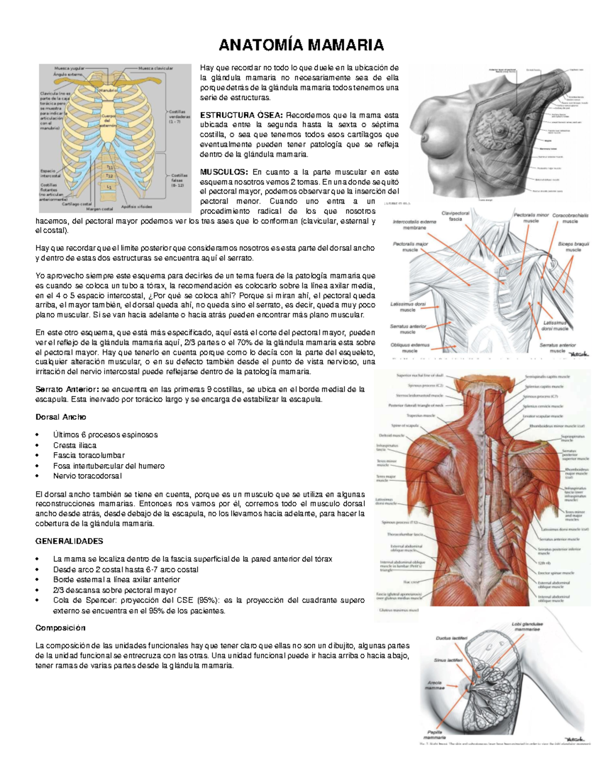 Taller - medicina interna, 2 corte, taller - ANATOMÍA MAMARIA Hay que ...