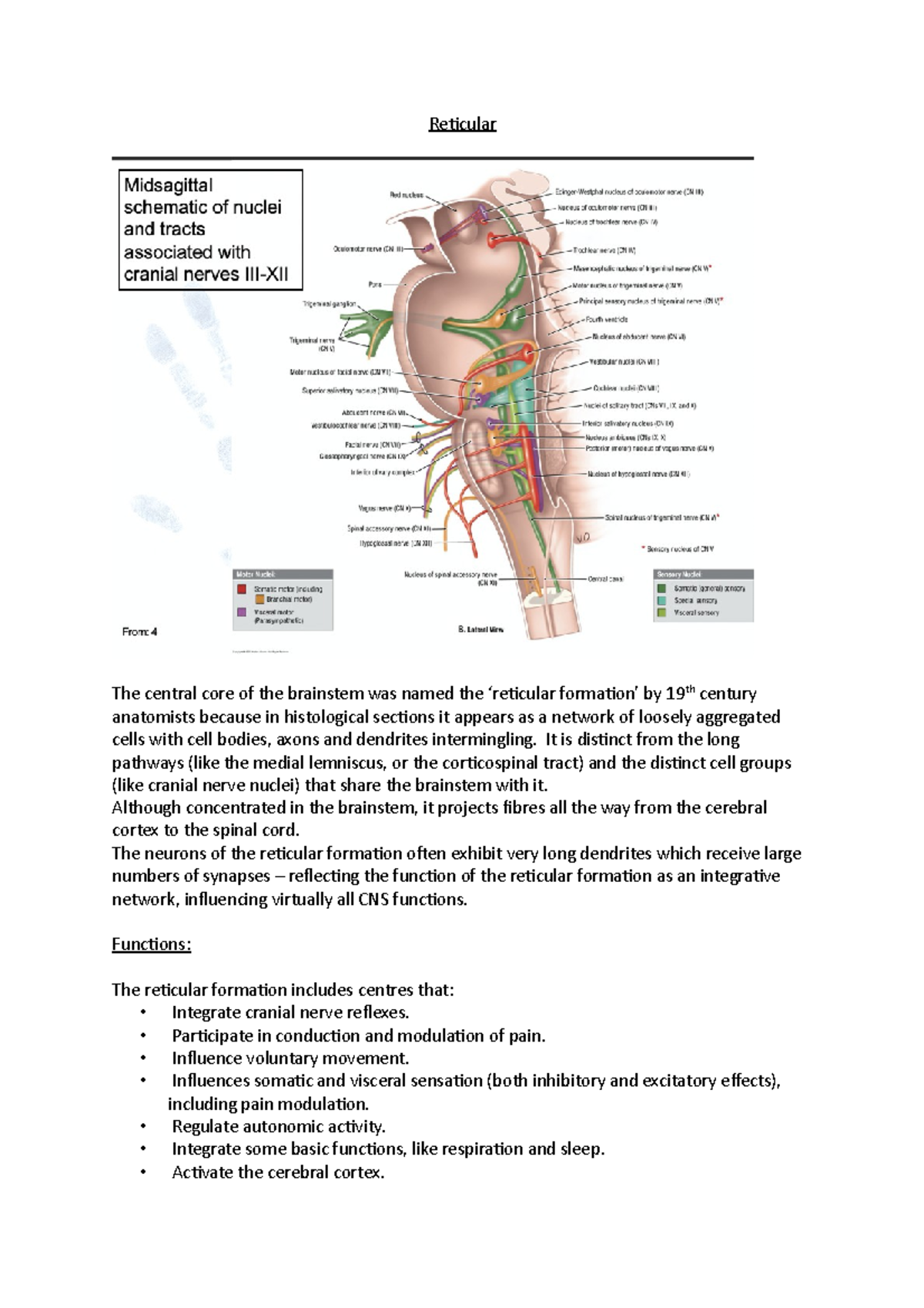 Reticular - Reicular The central core of the brainstem was named the ...