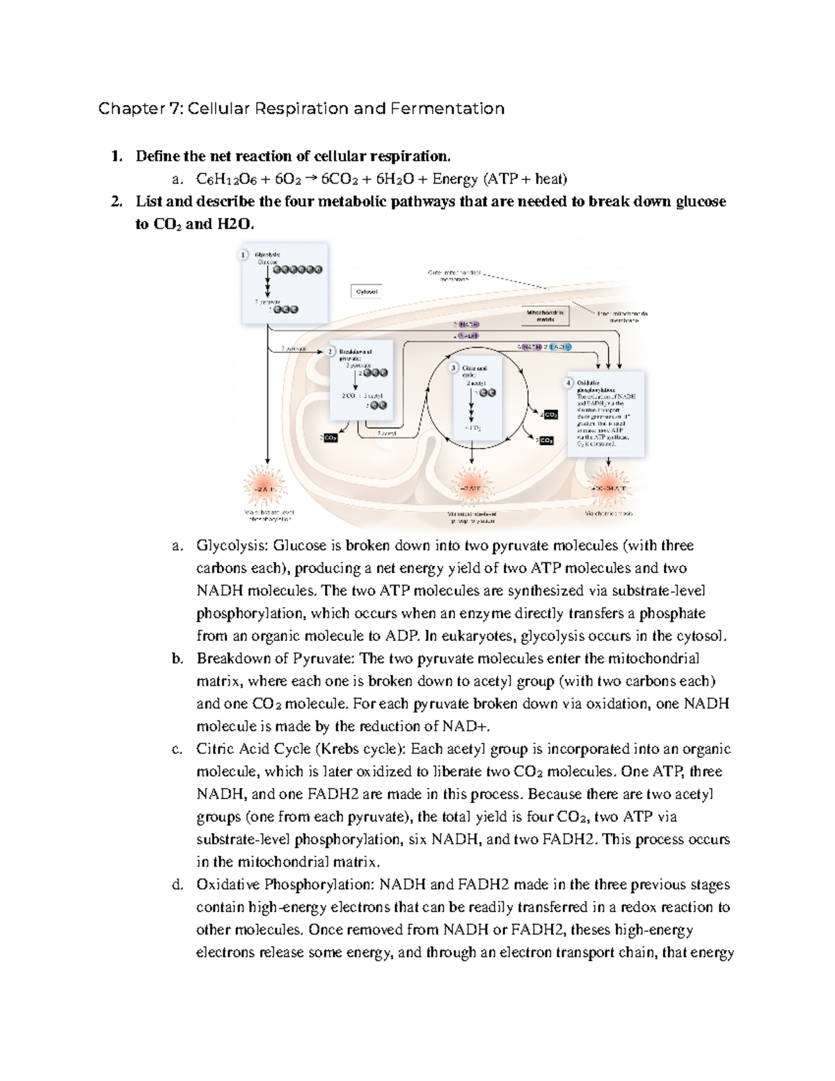 BIO 1200 Chapter 7 Review - Chapter 7: Cellular Respiration and ...