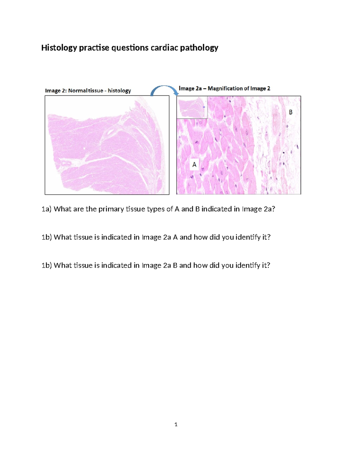 Histology cardiac pathology practise questions - Histology practise ...