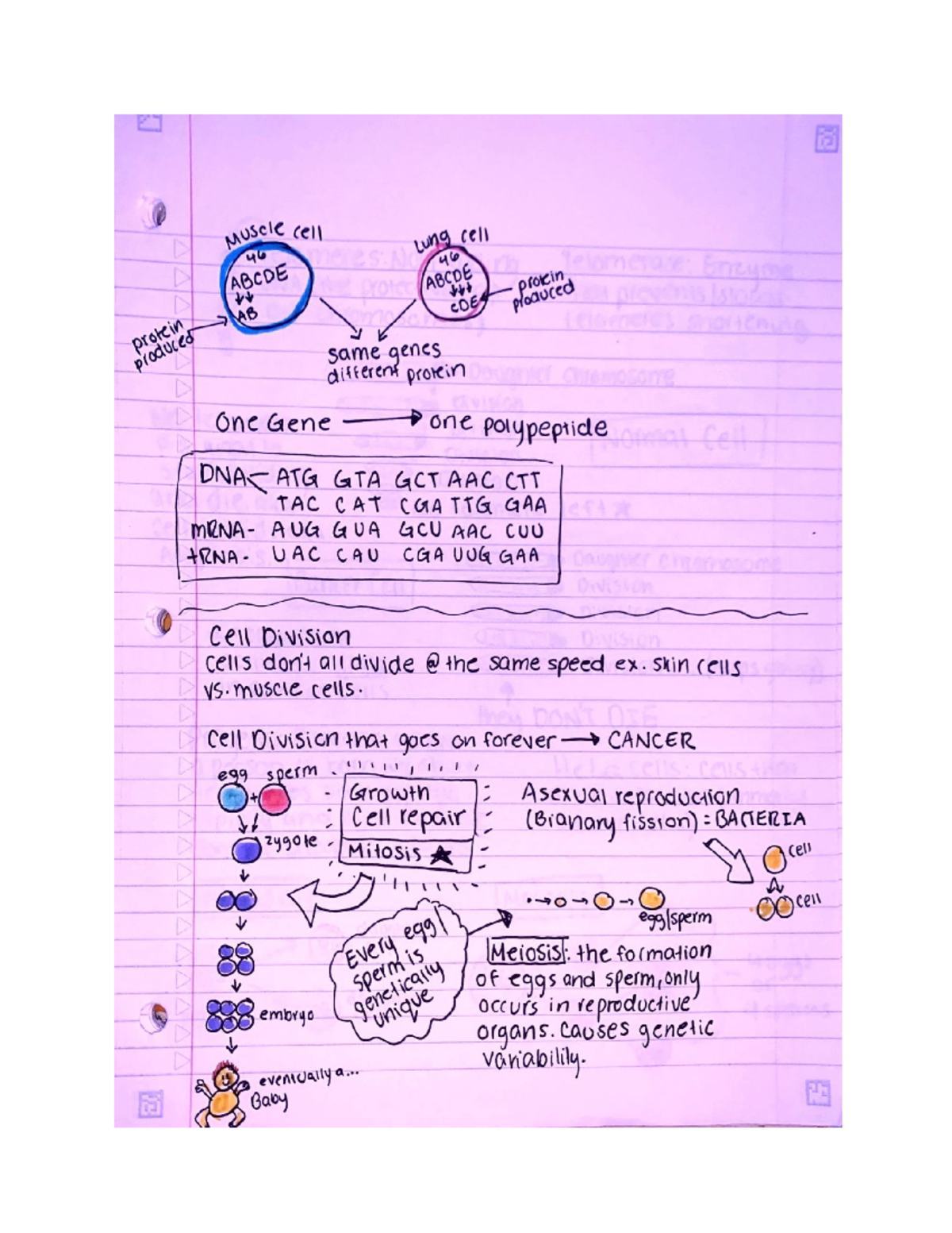Cell Division - Sydha Salihu is my instructor for General Biology 101 ...