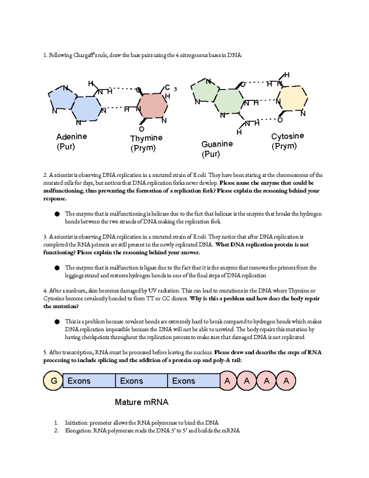 Quiz Review - The following is an assignment regarding DNA replication ...
