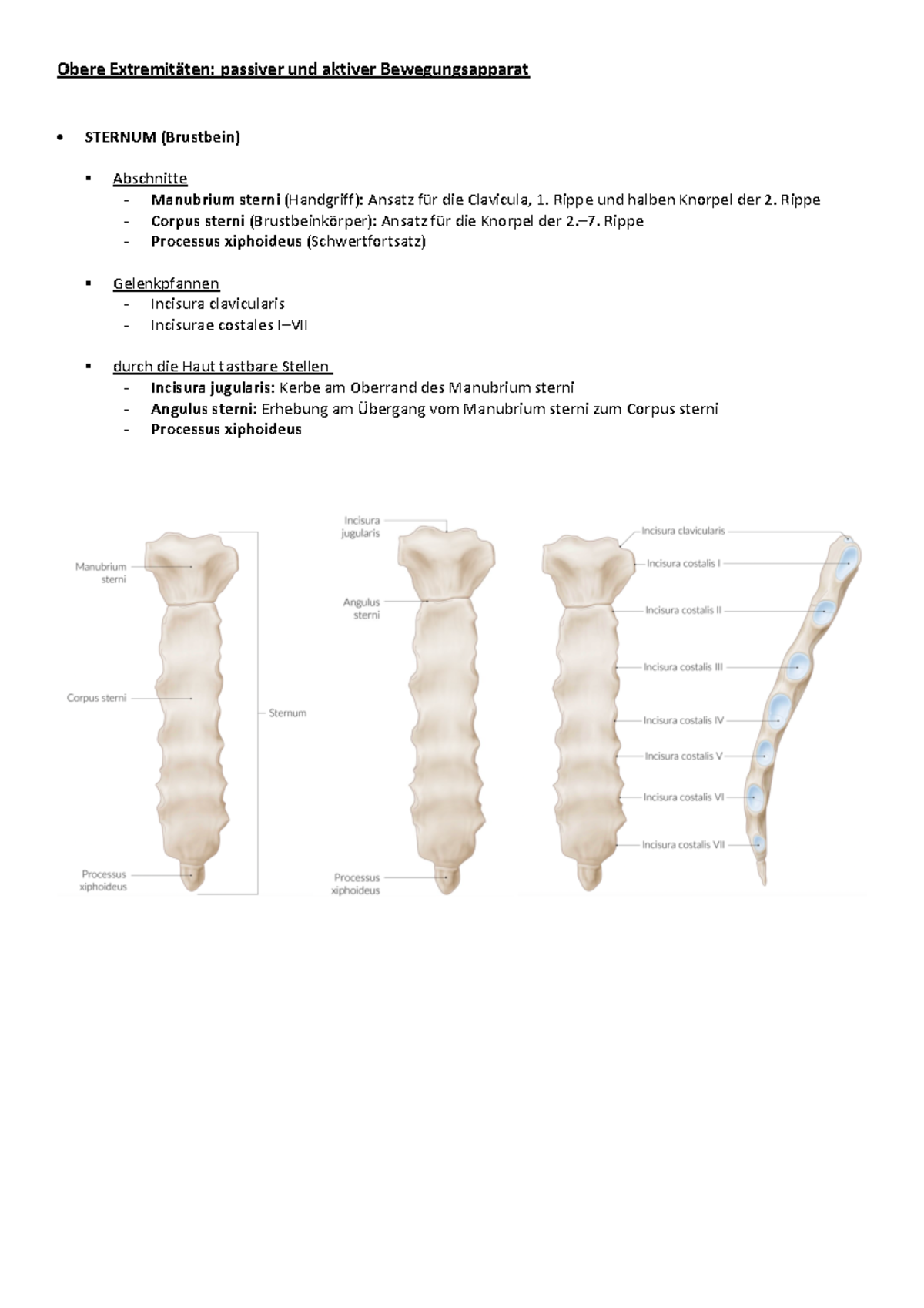 OM2 Knochen und Knochenverbindungen OE - Obere Extremitäten: passiver ...