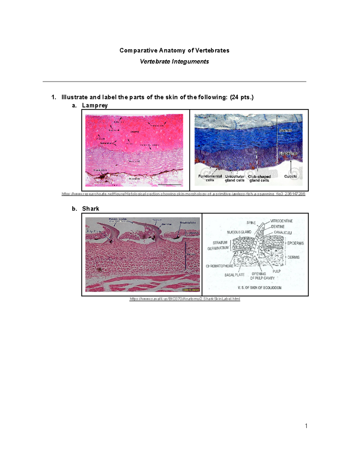 Laboratory Exercise on the Vertebrate Integuments (Comparative Anatomy ...