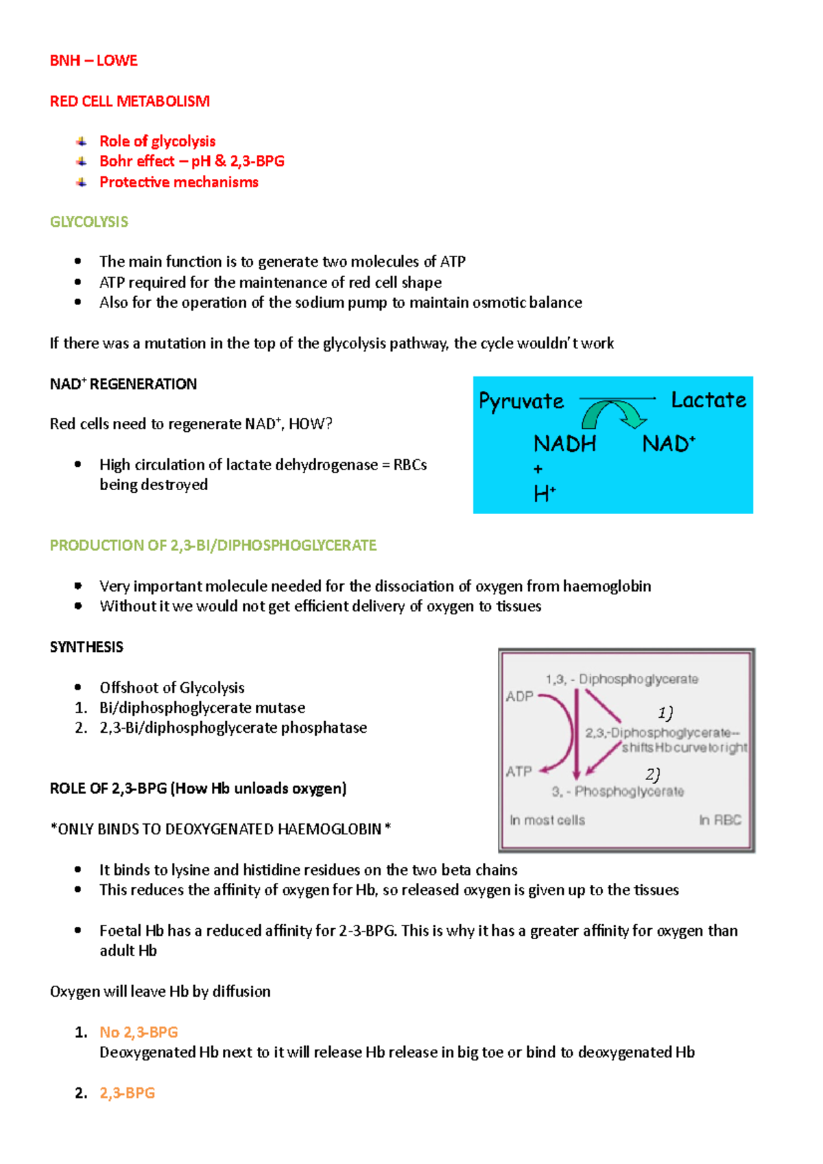 BNH – Lowe - Red cell metabolism - BNH – LOWE RED CELL METABOLISM Role ...