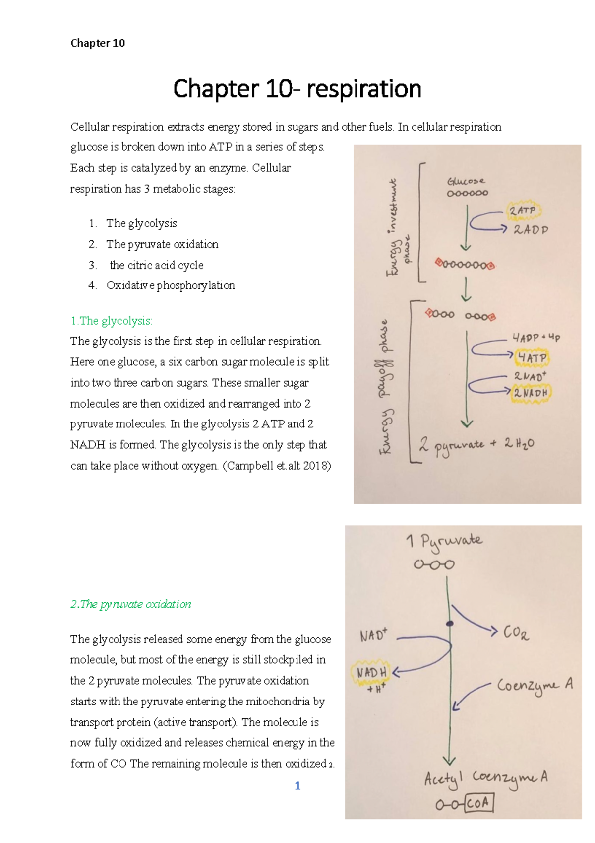 Chapter 10 - cellbiology and biochemistry - Chapter 10 - respiration ...