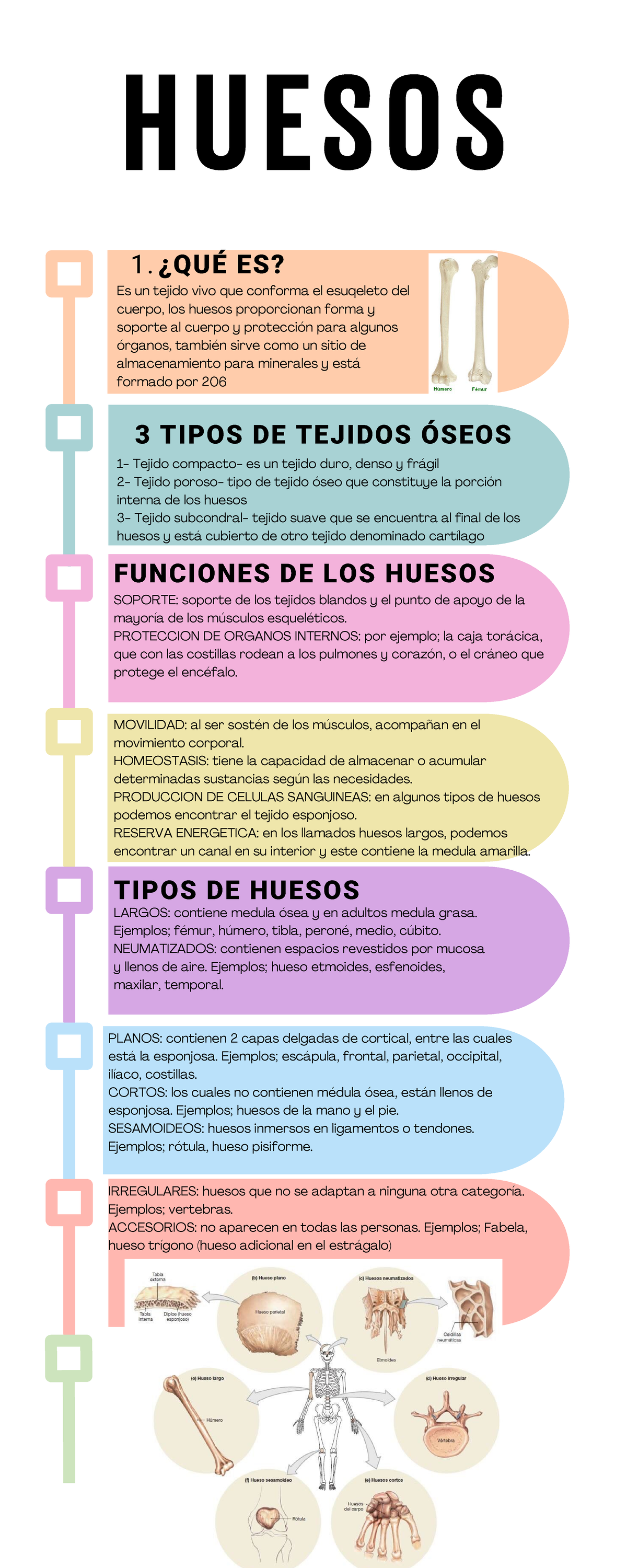 Huesos - Sopotq - TIPOS DE HUESOS LARGOS: contiene medula ósea y en adultos medula grasa ...