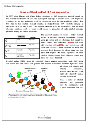 DNA Replication - Molecular Biology, Genomics, Proteomics and ...
