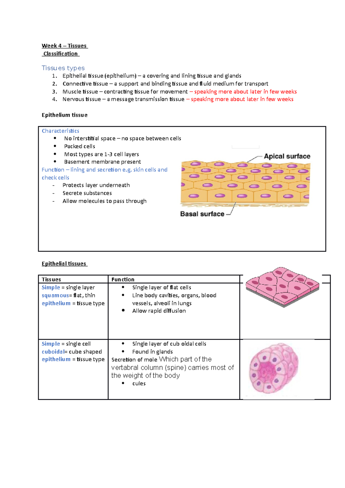 Week 4- tissues - Week 4 – Tissues Classification Tissues types 1 ...