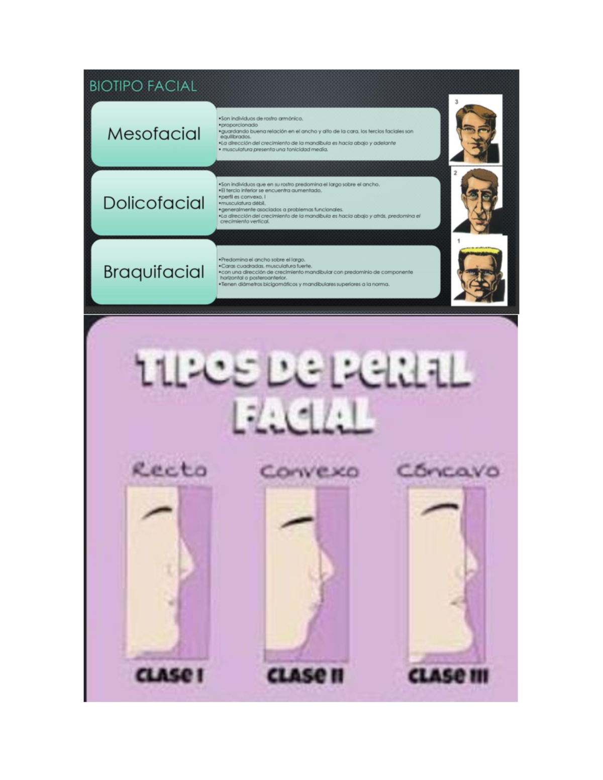 Biotipo Facial - BIOTIPO FACIAL 3 Son individuos de rostro armónico ...