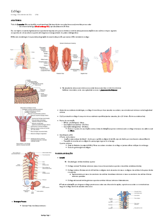 Esofago - Resumo Anatomia/Fisiologia e Doenças esofágicas - A N A T O M ...