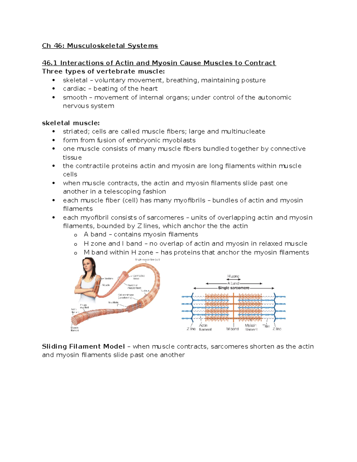 Ch 46 Musculoskeletal systems - Ch 46: Musculoskeletal Systems 46 ...