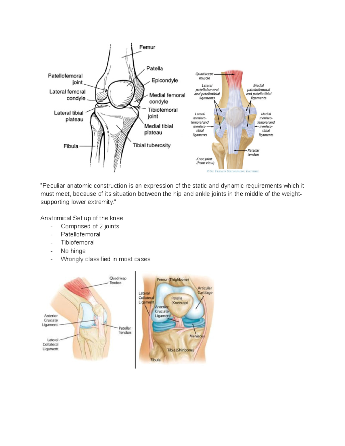 The Knee - Professor Zach Siebert - “Peculiar anatomic construction is ...