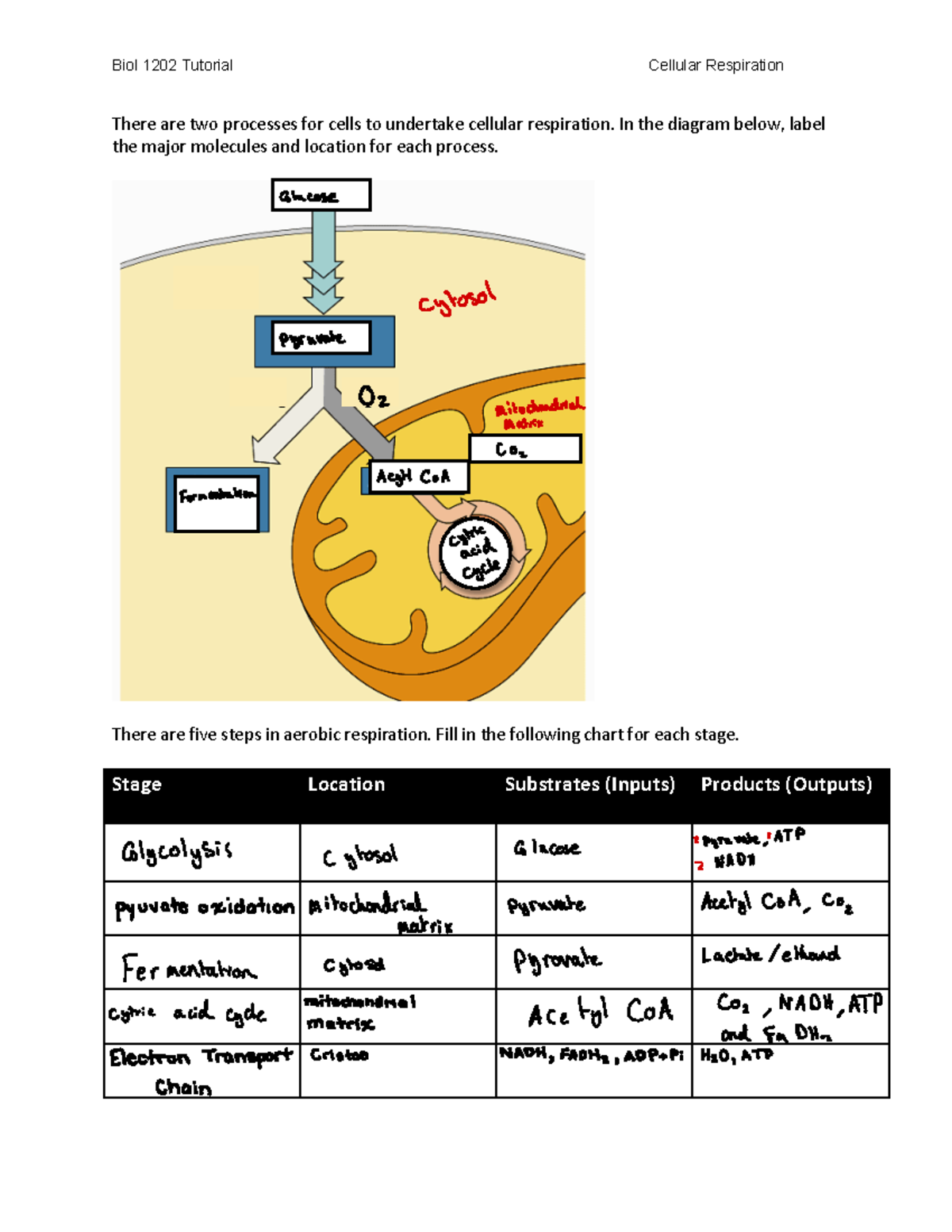 Cell resperation worksheet - Biol 1202 Tutorial Cellular Respiration ...