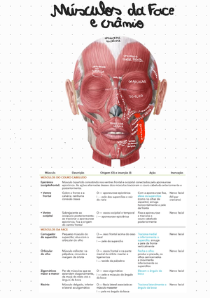 Ossos DO Crânio - resumo cabeça e pescoço - Anatomia Cabeça e Pescoço ...