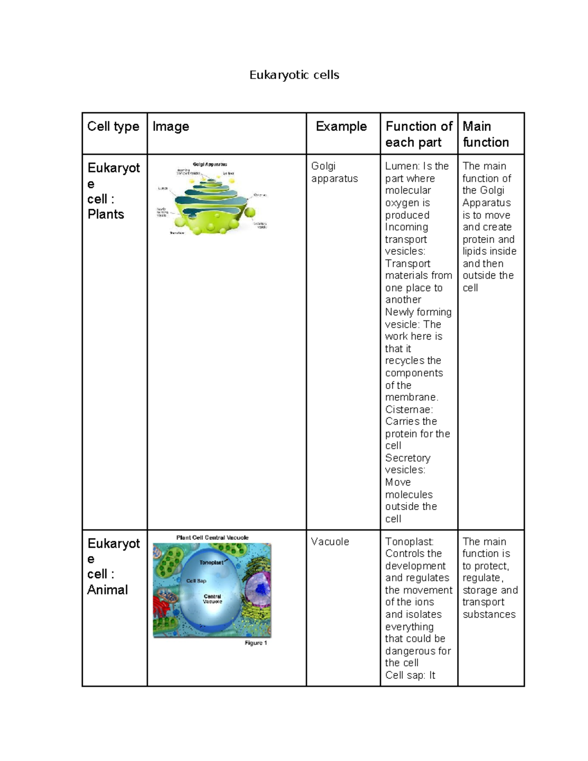 Eukaryotic cells - Eukaryotic cells Cell type Image Example Function of ...