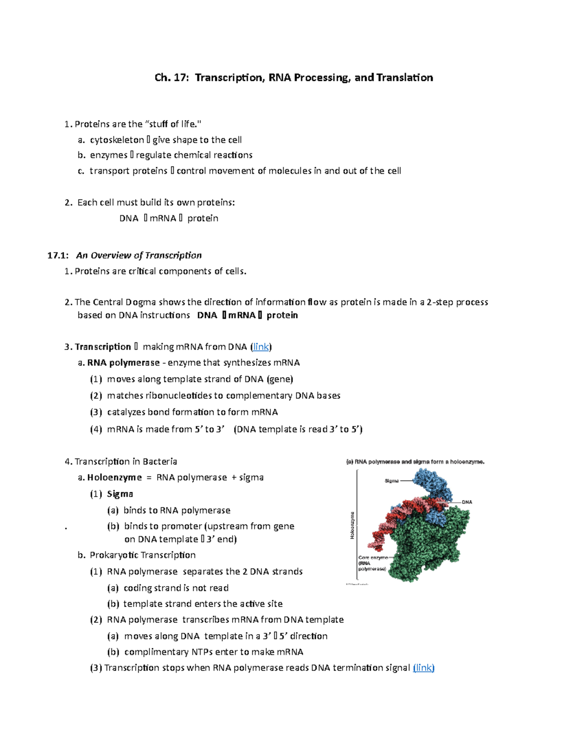 Ch 17, Transcription, Translatioin, RNA processing - Ch. 17: Transcription, RNA Processing, and ...
