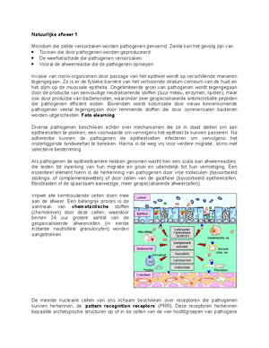 ZSO 1 pre-TBL Integratie metabole paden - 1. Bestudeer figuur 32 waarin ...