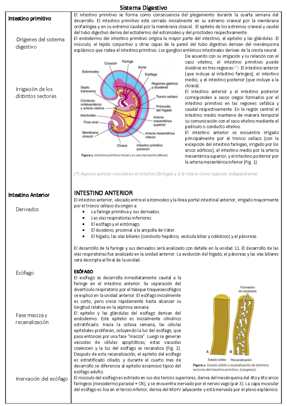 Resumen embriología del Sistema digestivo - Sistema Digestivo Intestino ...