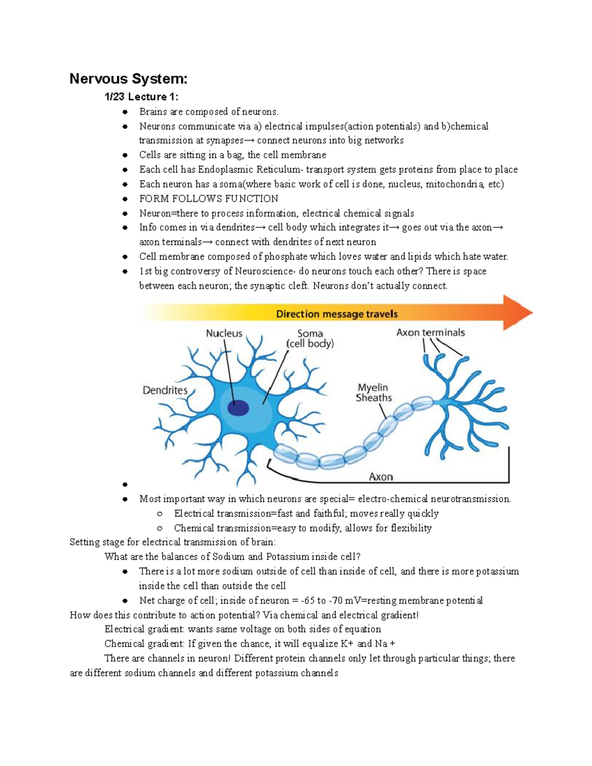 Neuroscience Exam 1 Study Guide - Nervous System: 1/23 Lecture 1 ...