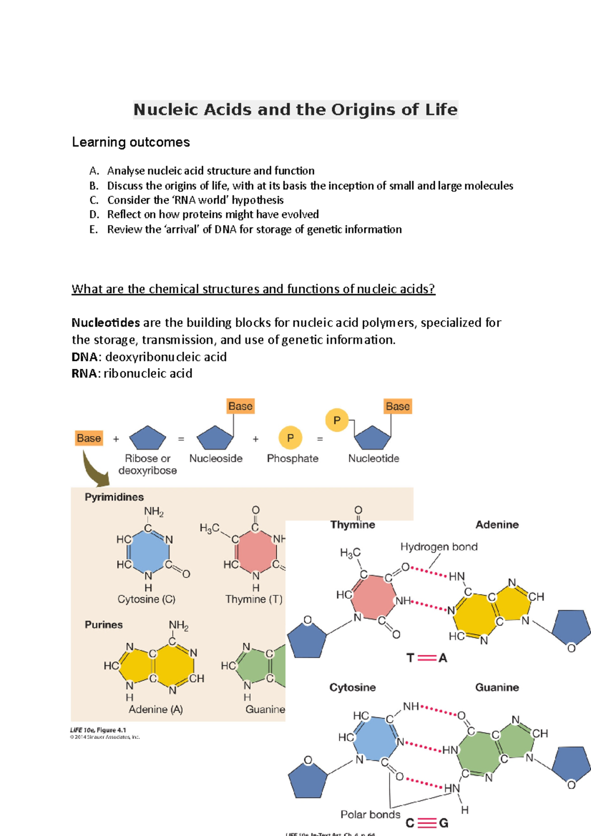 The Origins of Life - Nucleic Acids and the Origins of Life Learning ...