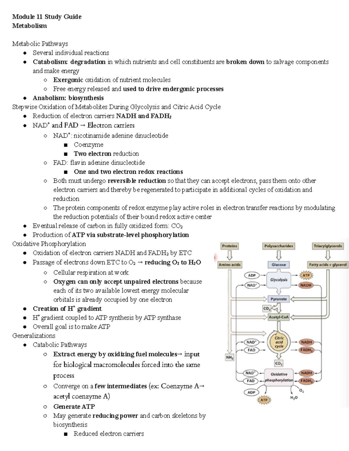 Module 11 Study Guide - Module 11 Study Guide Metabolism Metabolic ...