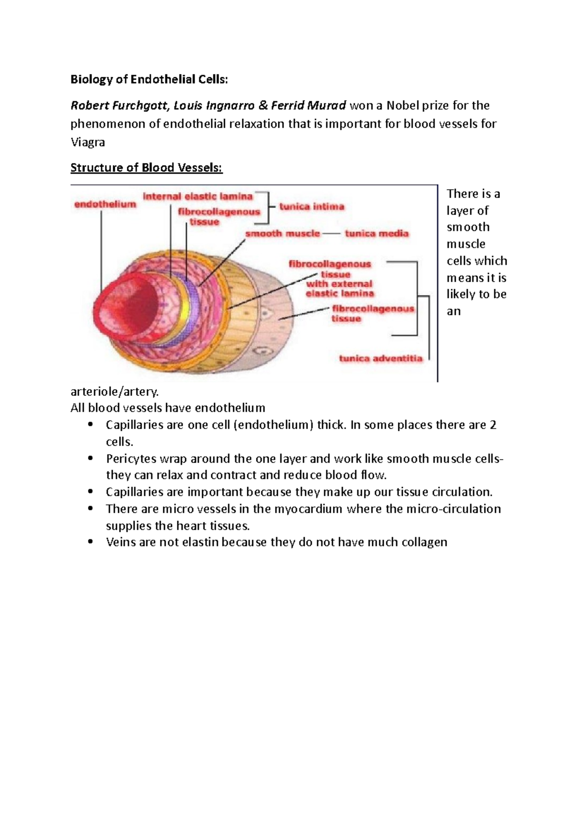 L1 Biology Of Endothelium Biology Of Endothelial Cells Robert