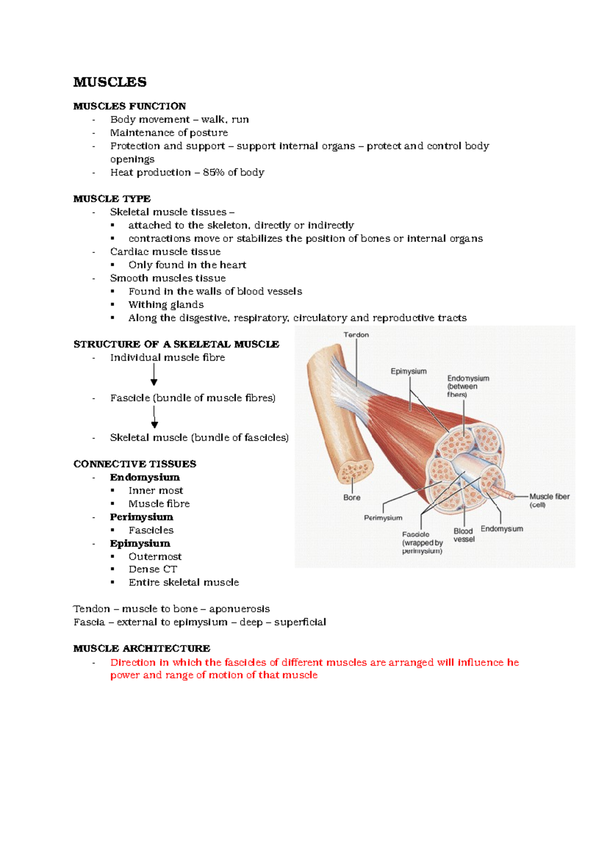 Muscles - Summary Introduction To Anatomy - MUSCLES MUSCLES FUNCTION ...
