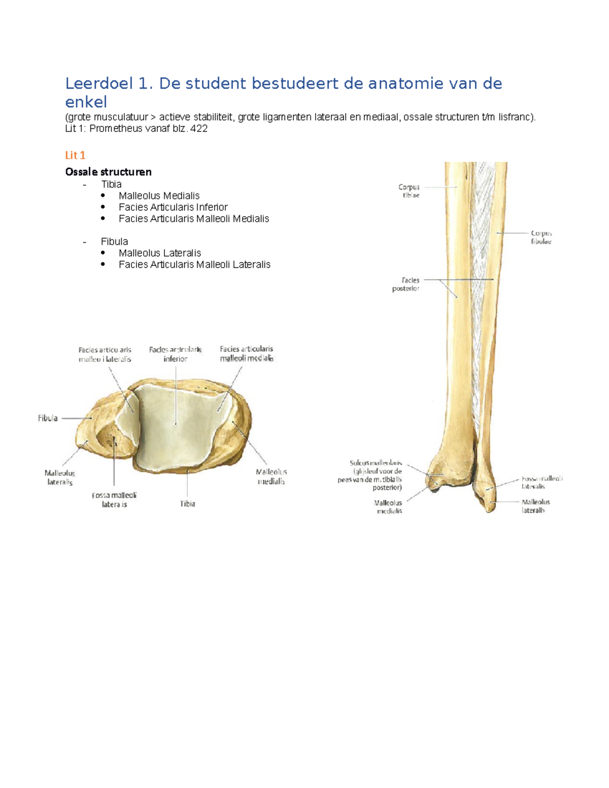 Anatomie enkel - Fysiotherapie - Studeersnel