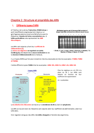 Chapitre 4 -Maturation ARN partie 1 - Chapitre 4 : Transcriptase et ...
