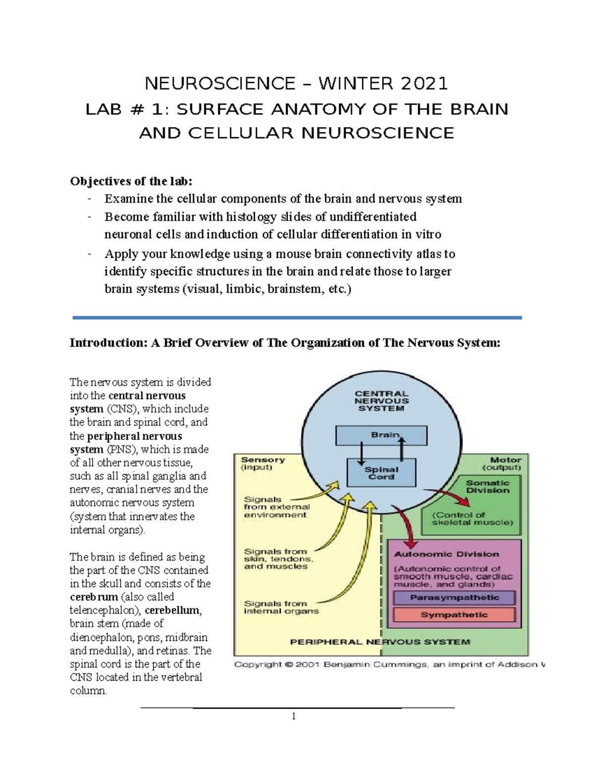 Biol 3060- Lab # 1-Introduction-W2021 - NEUROSCIENCE – WINTER 2021 LAB # 1: SURFACE ANATOMY OF ...