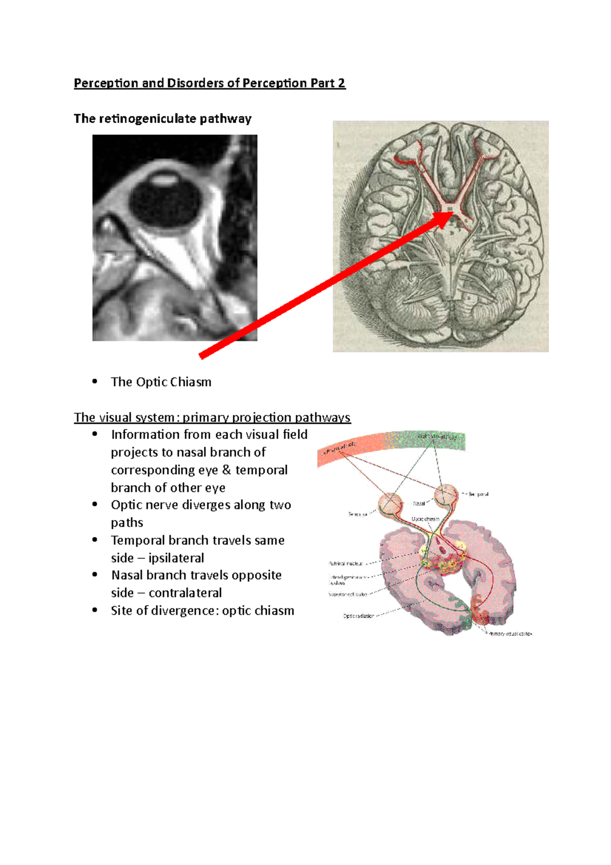 Perception and Disorders of Perception Part 2 - Studocu