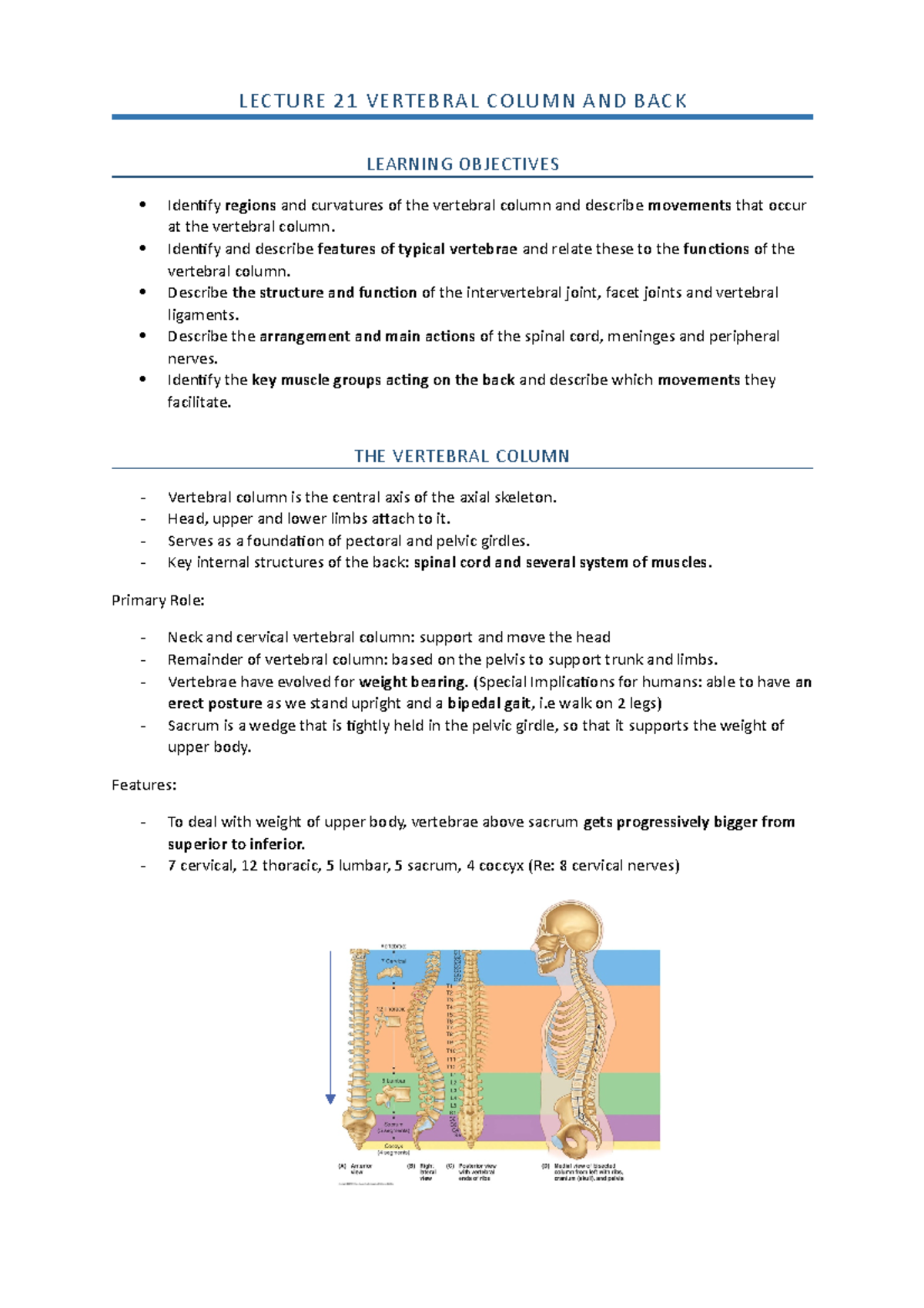 Lecture 21 Vertebral column and back - LECTURE 21 VERTEBRAL COLUMN AND ...