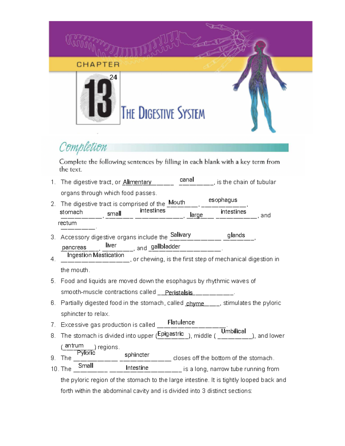 Workbook+Pages+-+Digestive Urinary - The digestive tract, or ...