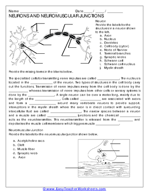 Anatomy 6 - fill in worksheets to help practice ...