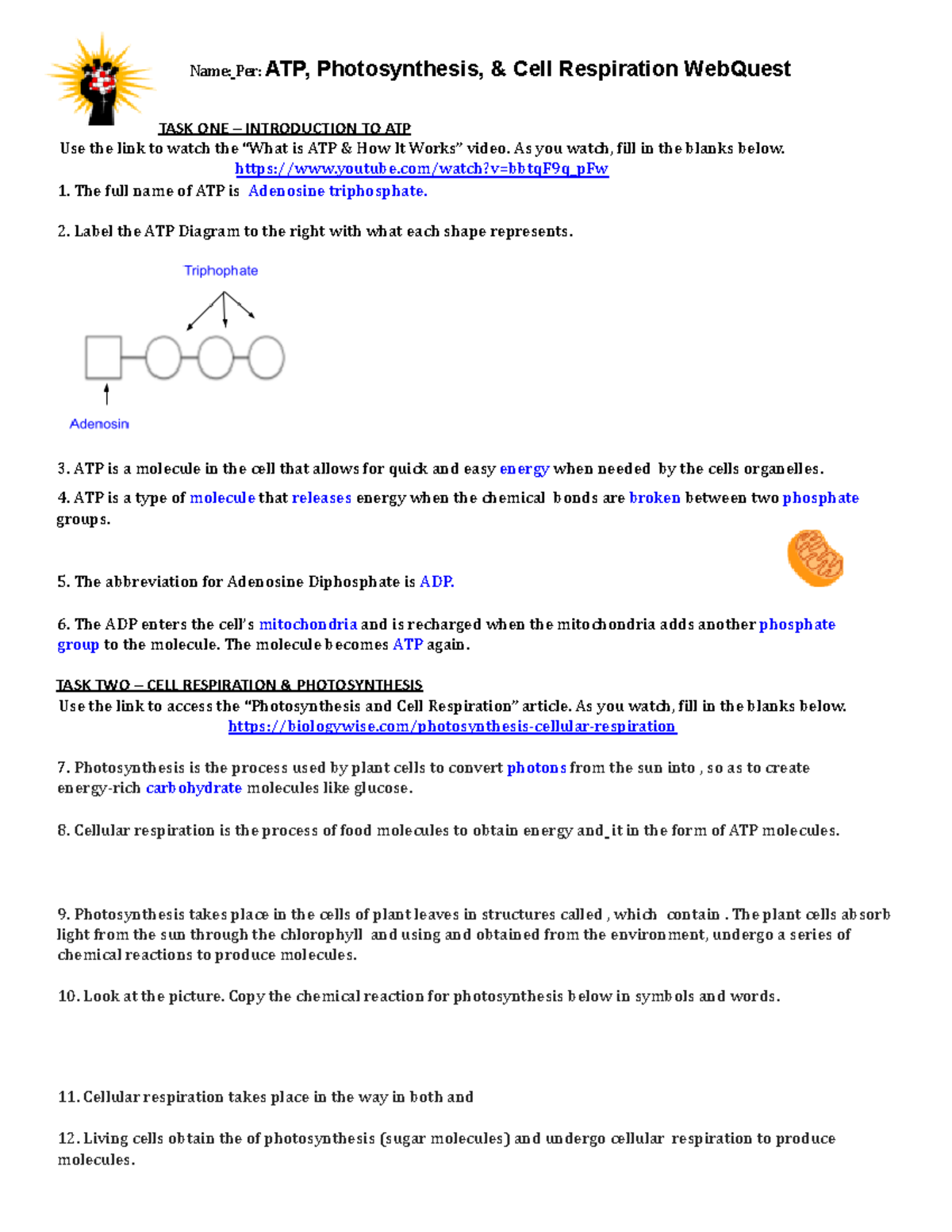 Mitochondria Cellular Respiration Blank