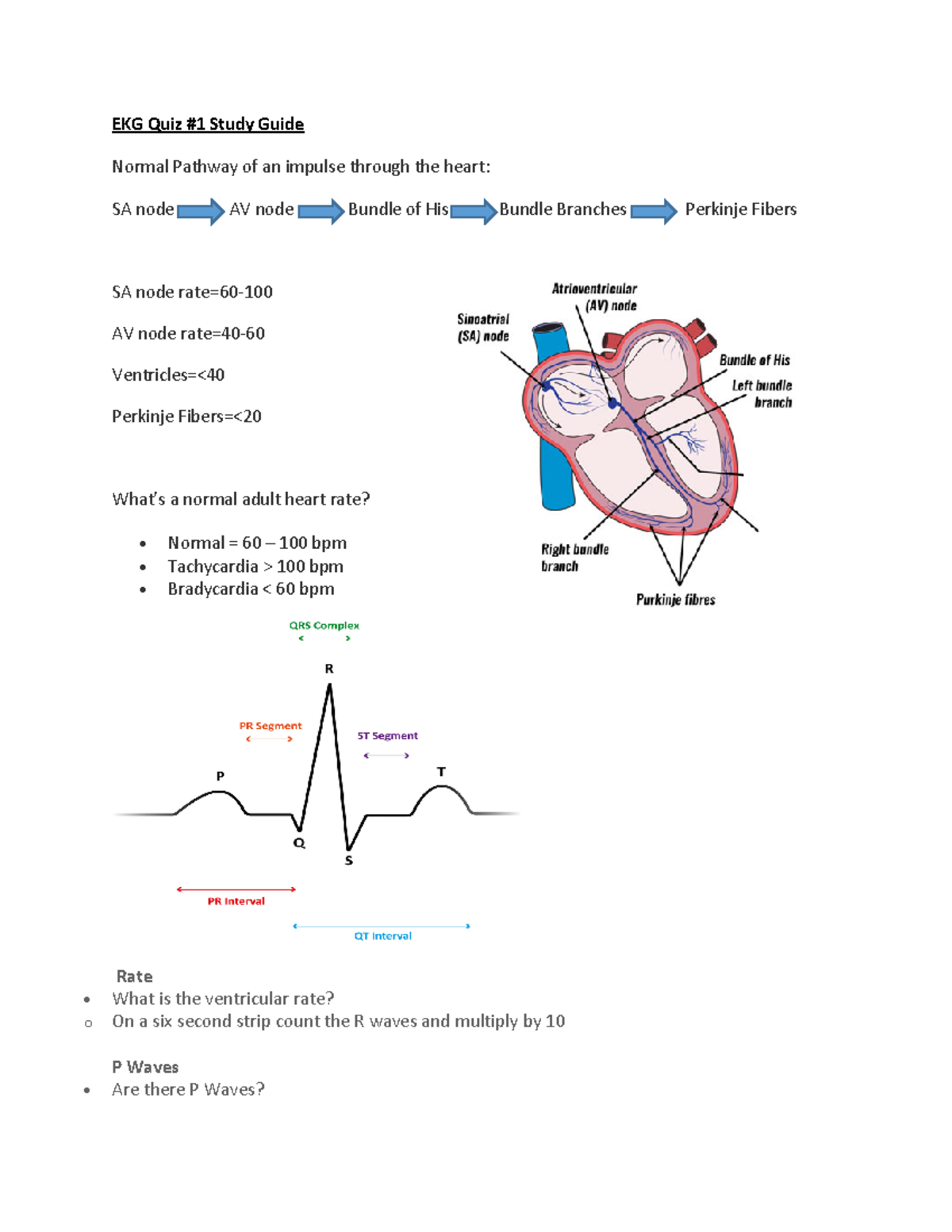 EKG Quiz1 Study Guide - gggggg - EKG Quiz #1 Study Guide Normal Pathway ...