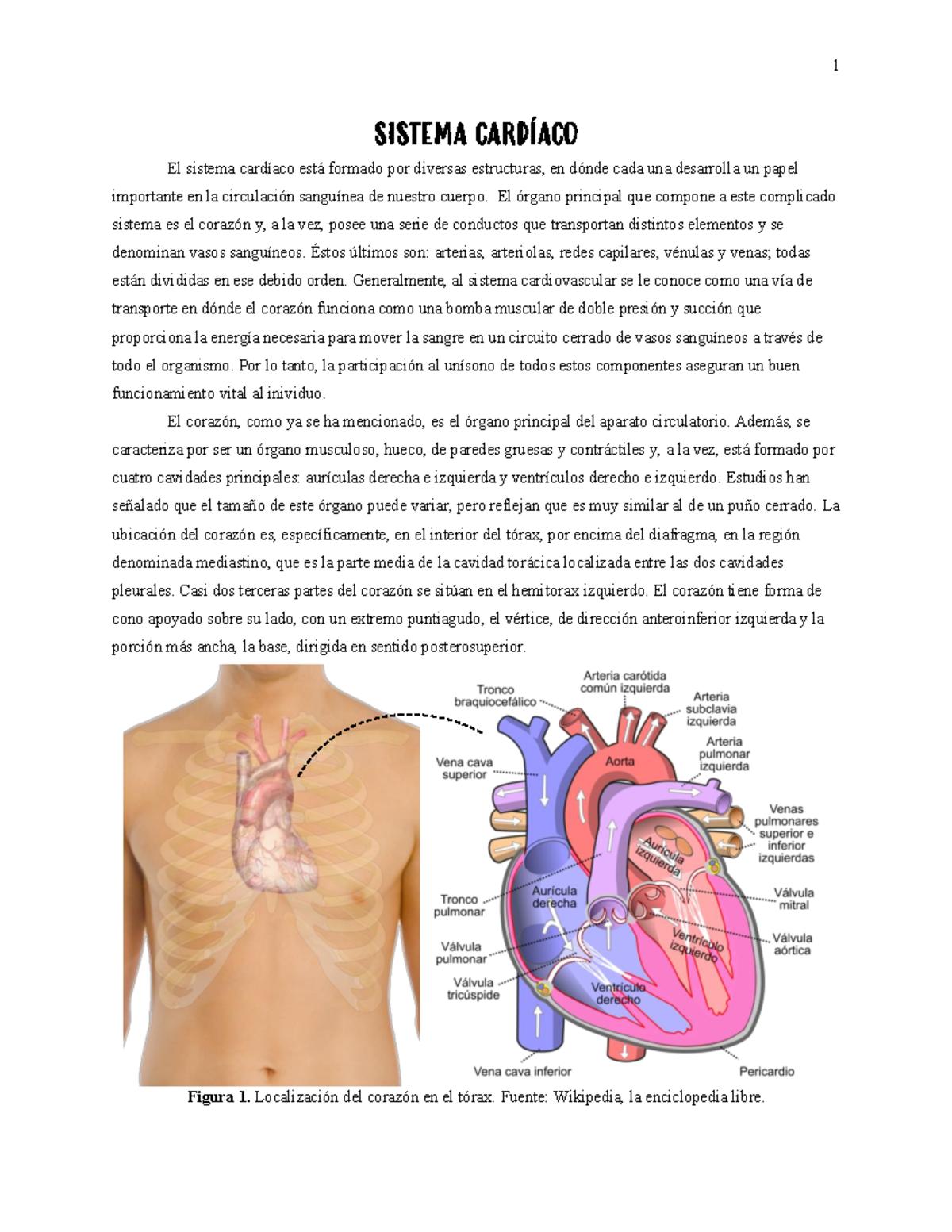 Generalidades del sistema cardiovascular - Warning: TT: undefined function: 32 SISTEMA CARDÍACO ...