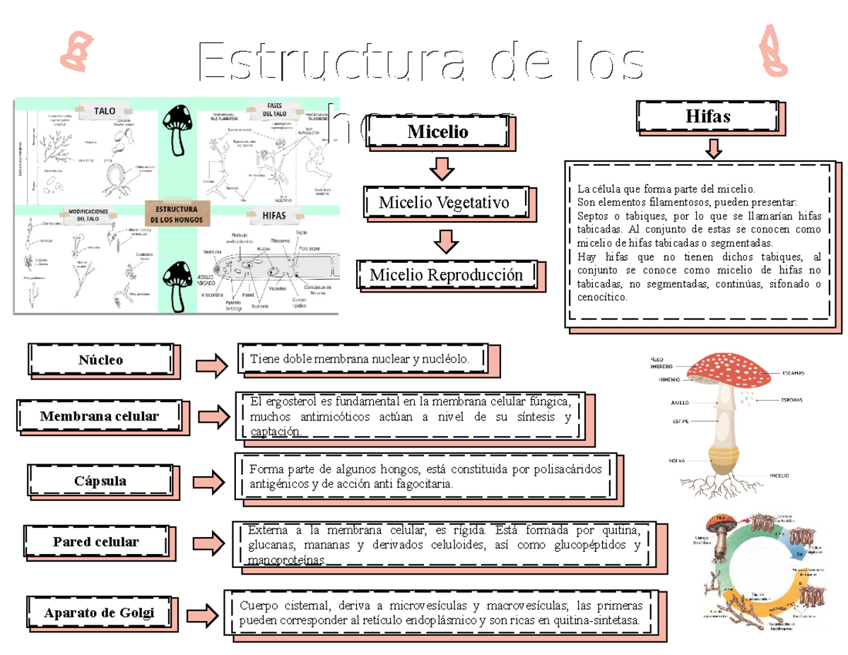 Estructura DE LOS Hongos - Estructura de los hongos Estructura de los ...