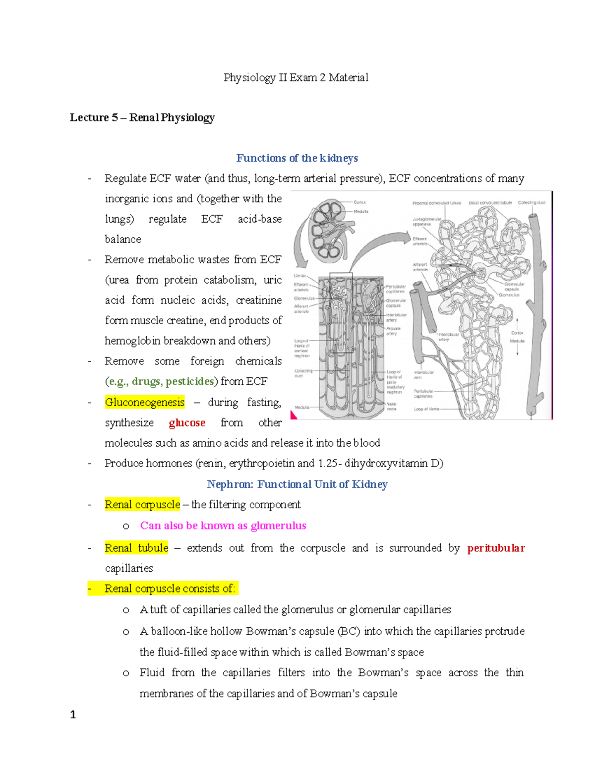 Physiology II Exam 2 Material - Physiology II Exam 2 Material Lecture 5 ...
