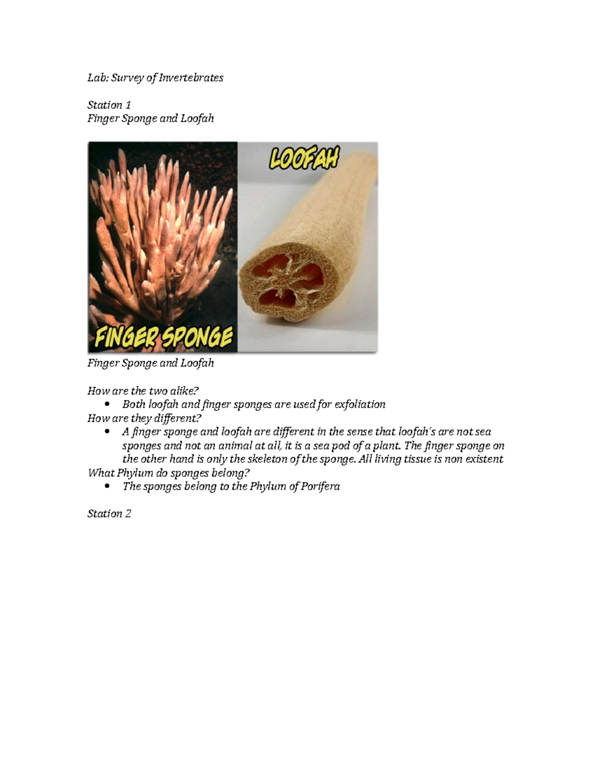 Week 2 Lab - N/A - Lab: Survey of Invertebrates Station 1 Finger Sponge ...