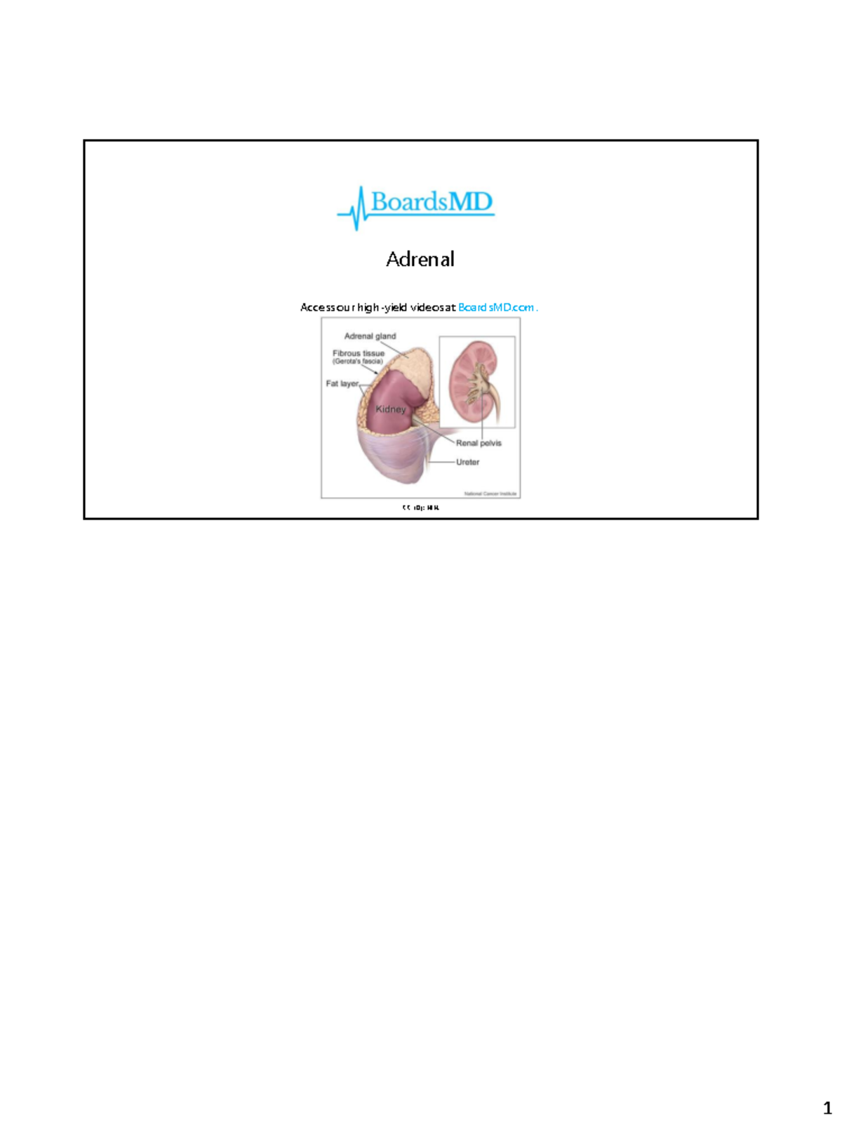 Adrenal - It will be helpful - ####### Access our high-yield videos at ...