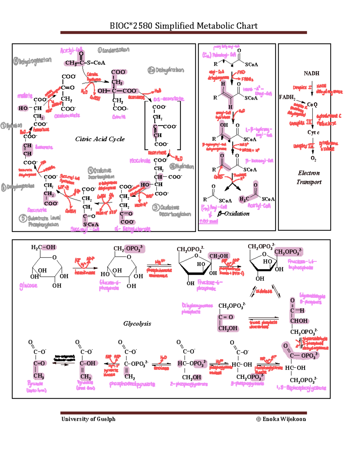 Metabolic Chart - Filled out chymotrypsin sheet - BIOC*2580 Simplified ...