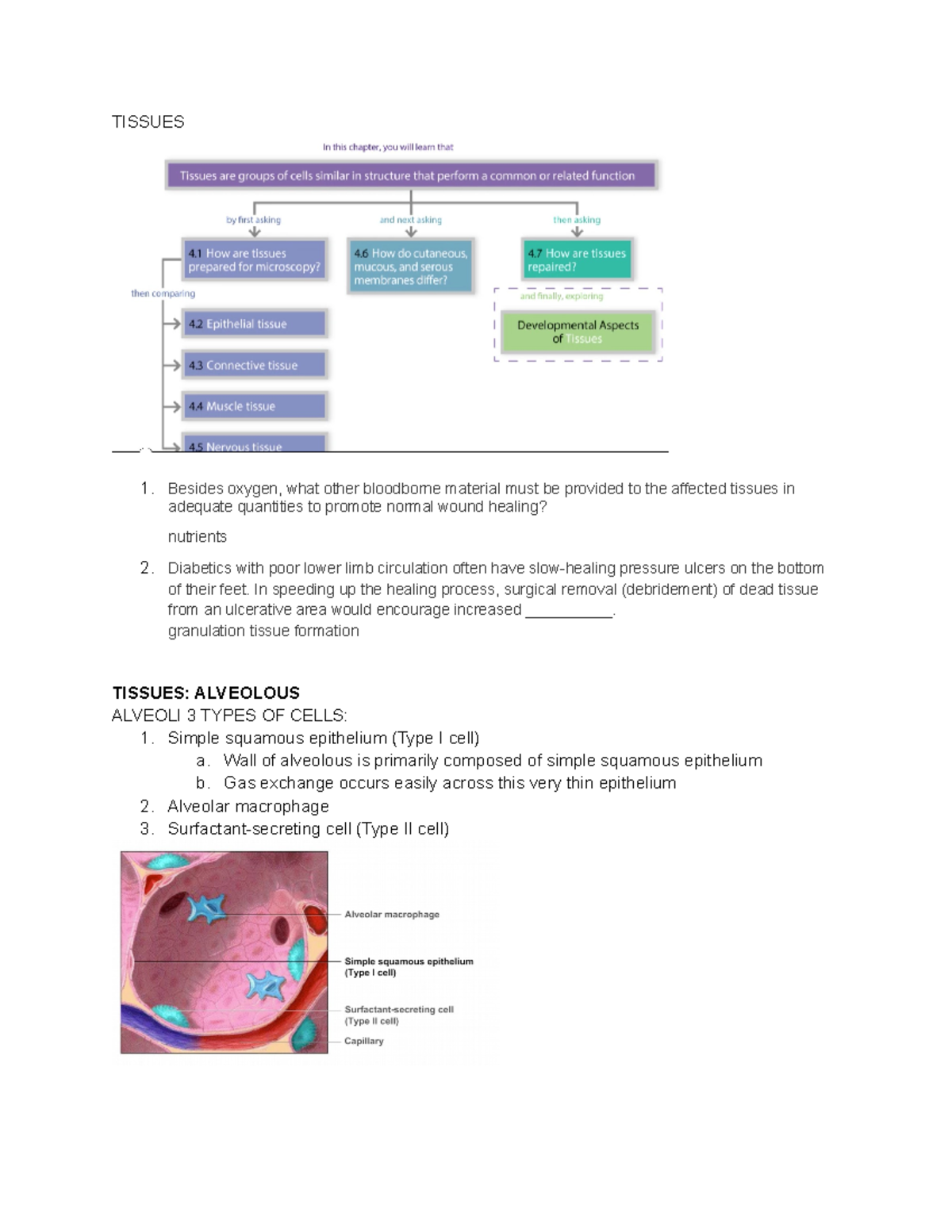 Chapter 4 Lab notes - Pearson Lab Assignment Brian Connell - TISSUES 1 ...