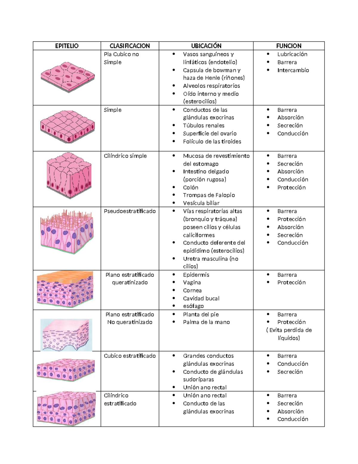 Epitelio - resumen - EPITELIO CLASIFICACION UBICACIÓN FUNCION Pla ...