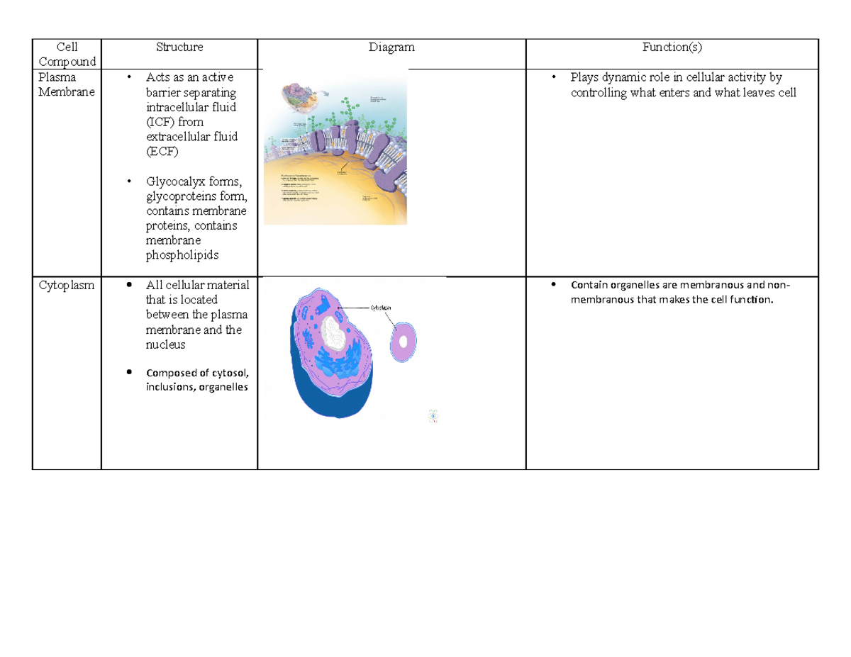 Anat and Physio I Cell Component study sheet - Cell Compound Structure ...