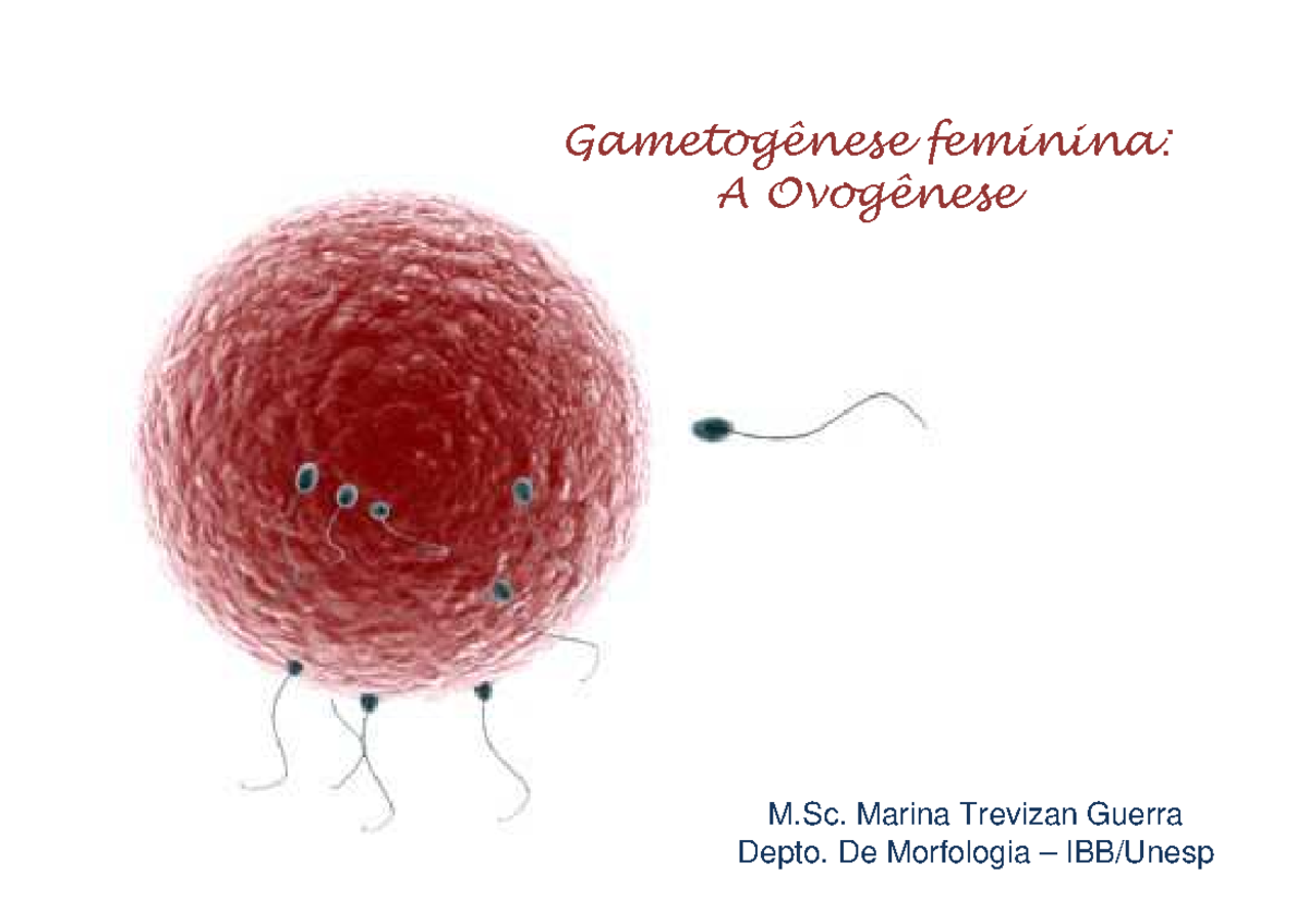 Ovogenese - apuntes de histologia embriologia y genetica - Gametogênese ...