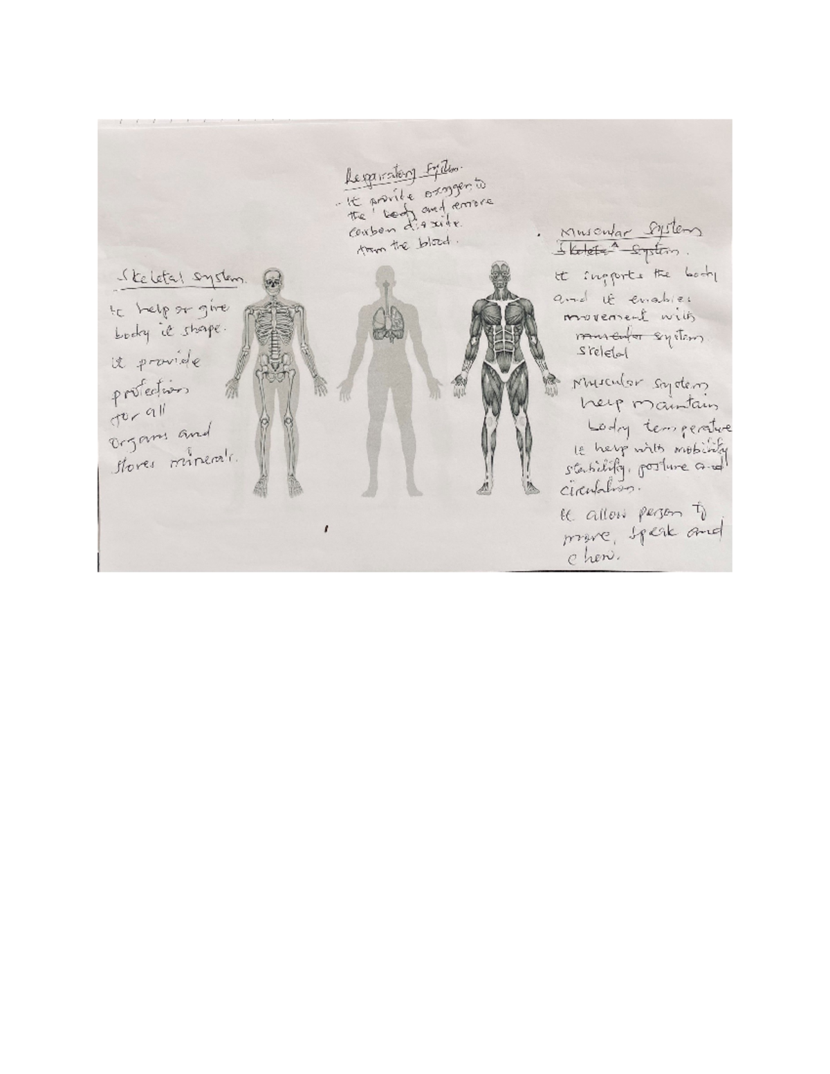 Body Systems Homeostasis - 4300HSCIFC - Task - Studocu