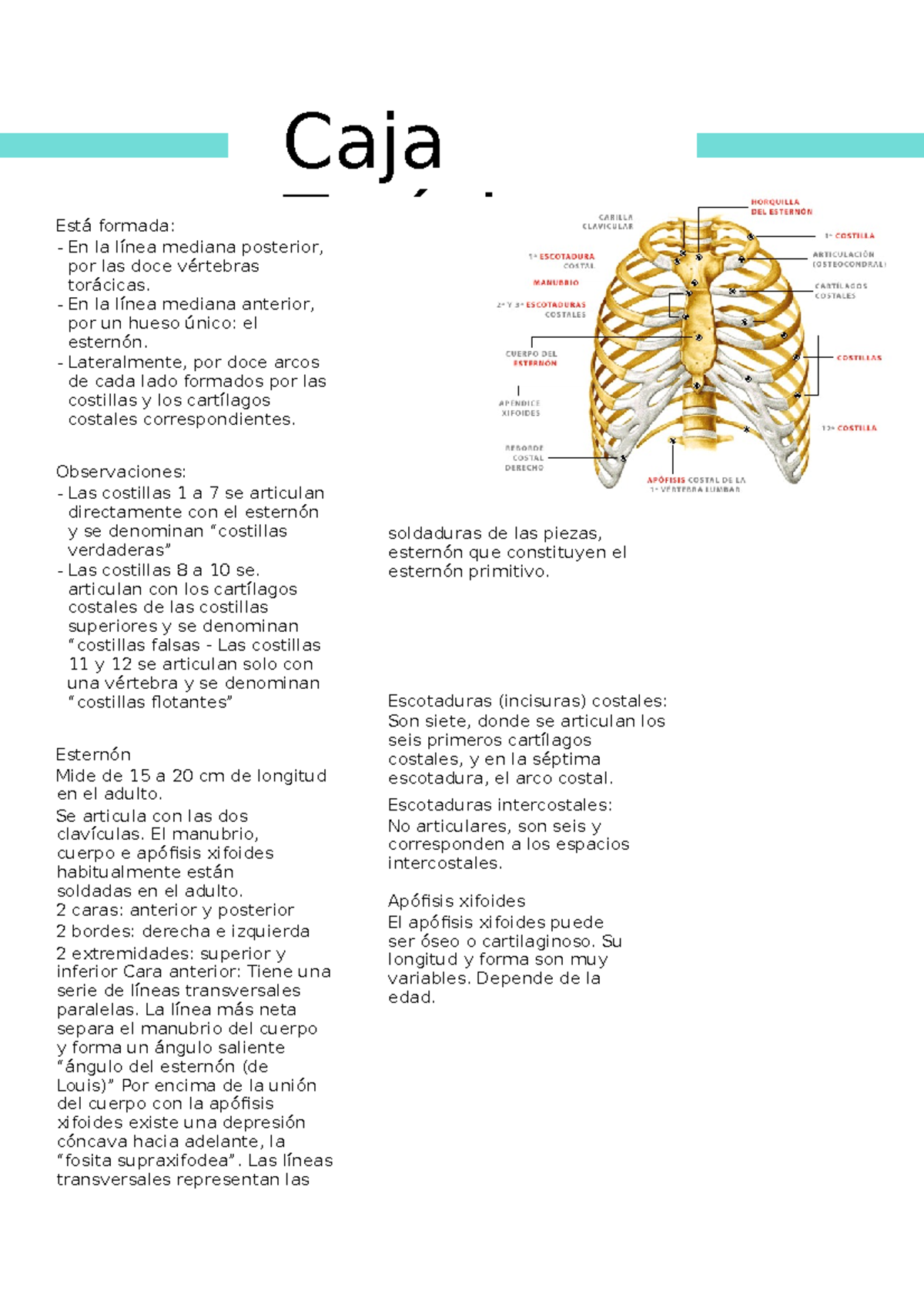 4 Caja toracia - Caja torácica 1ra parte - Está formada: En la línea ...