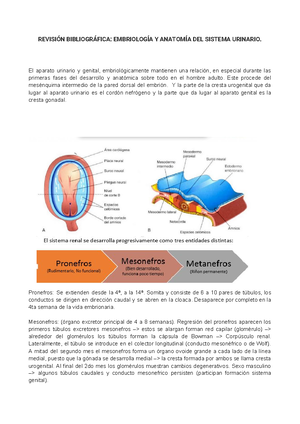 Cistostomía - notas - SONDAJE VESICAL Y CISTOSTOMIA SUPRAPUBICA. José ...
